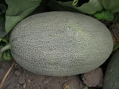China Ruili Bulk F1 Hybrid Green Hami Melon Seeds Musk Melon Seeds SM07 for sale