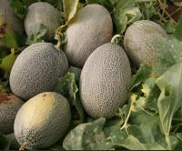 China Ruili Bulk F1 Hybrid Green Hami Melon Seeds Musk Melon Seeds SM07 for sale