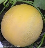 China Xinzaofeng F1 Hybrid Golden Sweet Melon Seeds Muskmelon Hybrid Seeds SM13 for sale