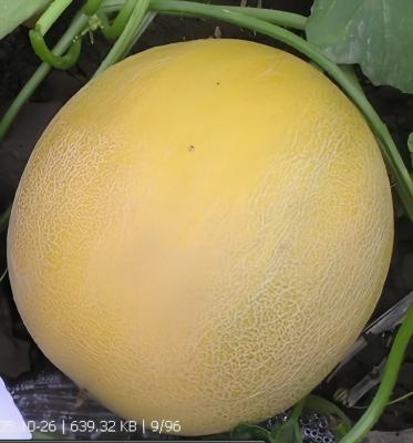 China Xinzaofeng F1 Hybrid Golden Sweet Melon Seeds Muskmelon Hybrid Seeds SM13 for sale