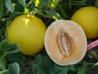 China Hongshuai Yellow Sweet Melon Seeds Farms F1 Hybrid Melon Seeds High Performance for sale