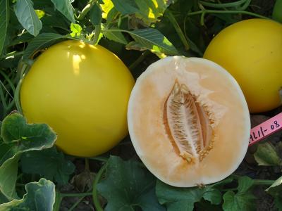 China Hongshuai Yellow Sweet Melon Seeds Farms F1 Hybrid Melon Seeds High Performance for sale