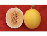 China Hongyu High Sugar Round Yellow Sweet Melon Seeds F1 Hybrid  For Farming SM23 for sale