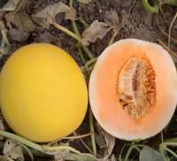 China Hongyu High Sugar Round Yellow Sweet Melon Seeds F1 Hybrid  For Farming SM23 for sale