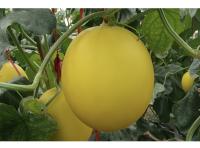 China SM26 Agrich Yellow Sweet Melon Seeds , F1 Hybrid Musk Melon Seeds for sale