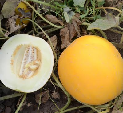 China SM26 Agrich Yellow Sweet Melon Seeds , F1 Hybrid Musk Melon Seeds for sale