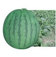 China New One Big Size Seedless Red Watermelon Seeds Chinese Vegetable Seeds W01 for sale