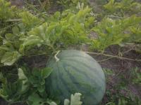 China New One Big Size Seedless Red Watermelon Seeds Chinese Vegetable Seeds W01 for sale
