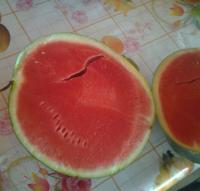 China New One Big Size Seedless Red Watermelon Seeds Chinese Vegetable Seeds W01 for sale