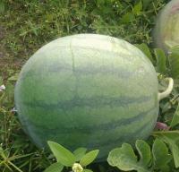 China New One Big Size Seedless Red Watermelon Seeds Chinese Vegetable Seeds W01 for sale
