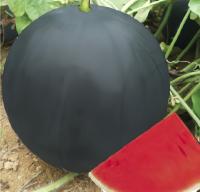 China Heima High Yield Commercial Black Seedless Watermelon Seeds Mid Late Maturity W02 for sale