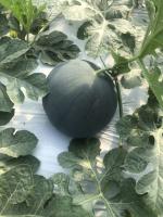 China Heima High Yield Commercial Black Seedless Watermelon Seeds Mid Late Maturity W02 for sale