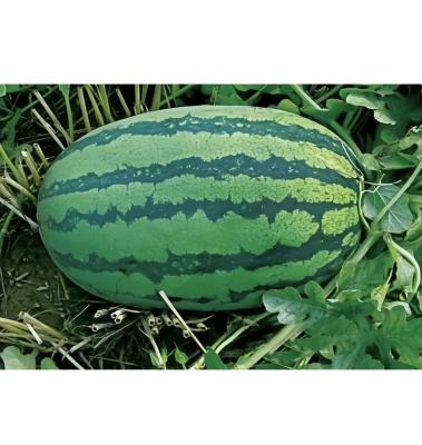 China Xinong No.9 Large Size Sweet Watermelon Seeds Watermelon Planting Seeds Mid Maturity W03 for sale