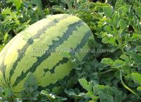 China Xinong No.9 Large Size Sweet Watermelon Seeds Watermelon Planting Seeds Mid Maturity W03 for sale