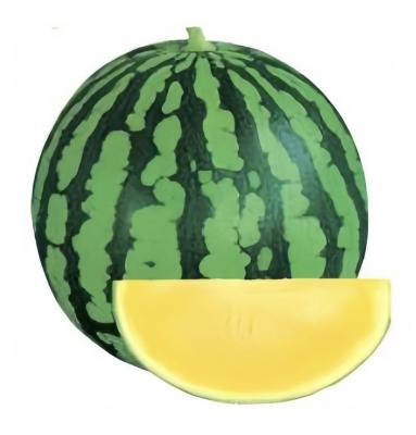 China Mihuang No.5 Bulk F1 Hybrid Yellow Seedless Watermelon Seeds Medium Maturity W05 for sale