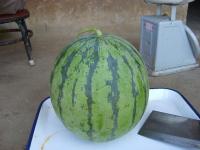 China Mihuang No.5 Bulk F1 Hybrid Yellow Seedless Watermelon Seeds Medium Maturity W05 for sale