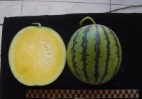 China Mihuang No.5 Bulk F1 Hybrid Yellow Seedless Watermelon Seeds Medium Maturity W05 for sale