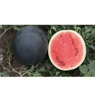 China Heishuai Black Rind F1 Hybrid Watermelon Seeds For Planting Medium Maturity W10 for sale