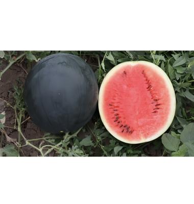 China Heishuai Black Rind F1 Hybrid Watermelon Seeds For Planting Medium Maturity W10 for sale