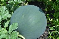 China Heishuai Black Rind F1 Hybrid Watermelon Seeds For Planting Medium Maturity W10 for sale