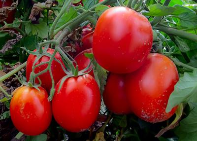 China Sala Oblong Determinate Hybrid Tomato Seeds Bacterial Resistance  T12 for sale