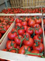 China Jida Stronger TYLCV Resistant Indeterminate F1 Tomato Seeds Bright Red Fruit Skin T09 for sale