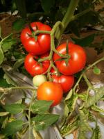 China Jida Stronger TYLCV Resistant Indeterminate F1 Tomato Seeds Bright Red Fruit Skin T09 for sale