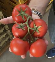 China Jida Stronger TYLCV Resistant Indeterminate F1 Tomato Seeds Bright Red Fruit Skin T09 for sale
