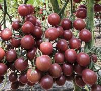 China Tese High Yield Brownish Red Hybrid Cherry Tomato Seeds For Commercial T58 for sale