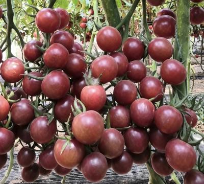 China Tese High Yield Brownish Red Hybrid Cherry Tomato Seeds For Commercial T58 for sale