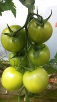 China New Jingfeng High Resistant Disease Indeterminate Tomato Seeds Indoor Outdoor T48 for sale