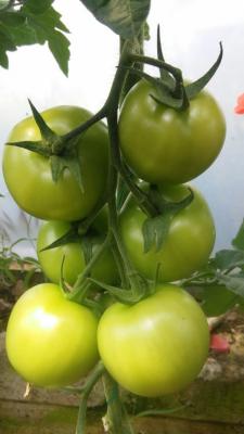 China New Jingfeng High Resistant Disease Indeterminate Tomato Seeds Indoor Outdoor T48 for sale