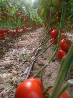 China New Jingfeng High Resistant Disease Indeterminate Tomato Seeds Indoor Outdoor T48 for sale
