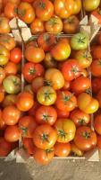China Energy Disease Resistant Indeterminate Tomato Seeds Bulk Tomato Seeds T50 for sale