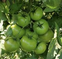China Energy Disease Resistant Indeterminate Tomato Seeds Bulk Tomato Seeds T50 for sale