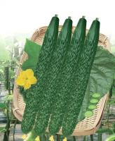 China CU03 Greentop f1 hybrid cucumber seeds with stronger heat resistant ability, hybrid vegetable seeds for sale for sale