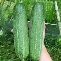 China CU04 Jieyang heat tolerate export quality f1 hybrid cucumber seeds for spring and autumn planting for sale