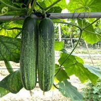 China CU04 Jieyang heat tolerate export quality f1 hybrid cucumber seeds for spring and autumn planting for sale