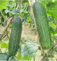 China CU04 Jieyang heat tolerate export quality f1 hybrid cucumber seeds for spring and autumn planting for sale