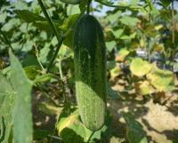 China CU05 No.903 high yield bulk wholesale f1 hybrid smooth cucumber seeds in vegetable seeds supplier for sale