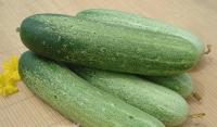China CU05 No.903 high yield bulk wholesale f1 hybrid smooth cucumber seeds in vegetable seeds supplier for sale