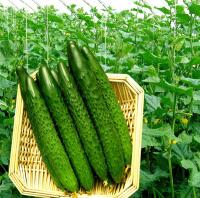 China CU09 Nongfeng disease resistant bulk hybrid wholesale cucumber seeds in high quality vegetable seeds suppliers for sale