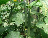 China CU09 Nongfeng disease resistant bulk hybrid wholesale cucumber seeds in high quality vegetable seeds suppliers for sale