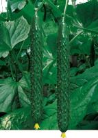 China CU12 Nongyue high quality bulk f1 hybrid cucumber seeds wholesale, chinese cucumber seeds for sale