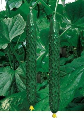 China CU12 Nongyue high quality bulk f1 hybrid cucumber seeds wholesale, chinese cucumber seeds for sale