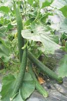 China CU12 Nongyue high quality bulk f1 hybrid cucumber seeds wholesale, chinese cucumber seeds for sale
