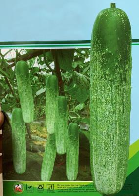 China CU13 Taixing very early maturity f1 hybrid cucumber seeds, quality vegetable seeds for sales for sale