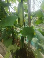 China No.909 F1 Hybrid Bulk Cucumber Seeds Commercial Chinese Cucumber Seeds CU06 for sale