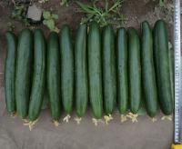 China Greenstar F1 Hybrid Bulk Long Green Cucumber Seeds Hybrid Vegetable Seeds For Planting CU11 for sale
