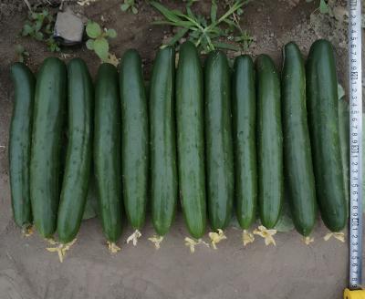 China Greenstar F1 Hybrid Bulk Long Green Cucumber Seeds Hybrid Vegetable Seeds For Planting CU11 for sale
